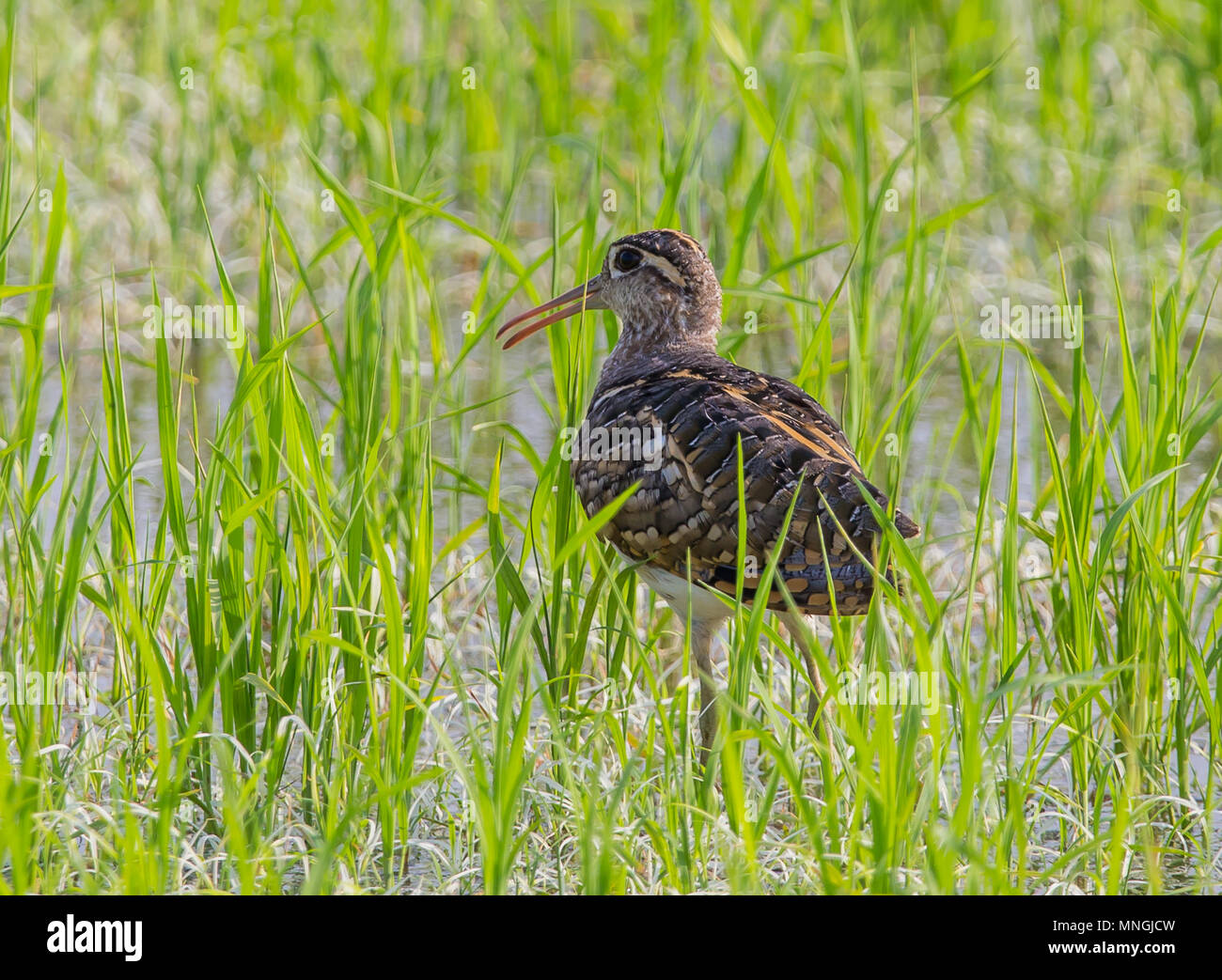 Greater Painted-snipe. ( Rostratula benghalensis ) in the fields of ...