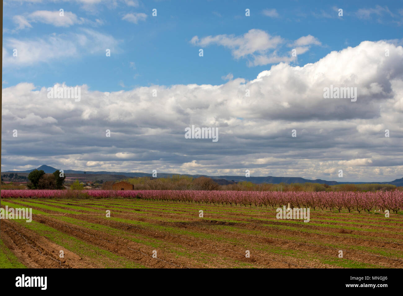 Peach color sky hi-res stock photography and images - Alamy