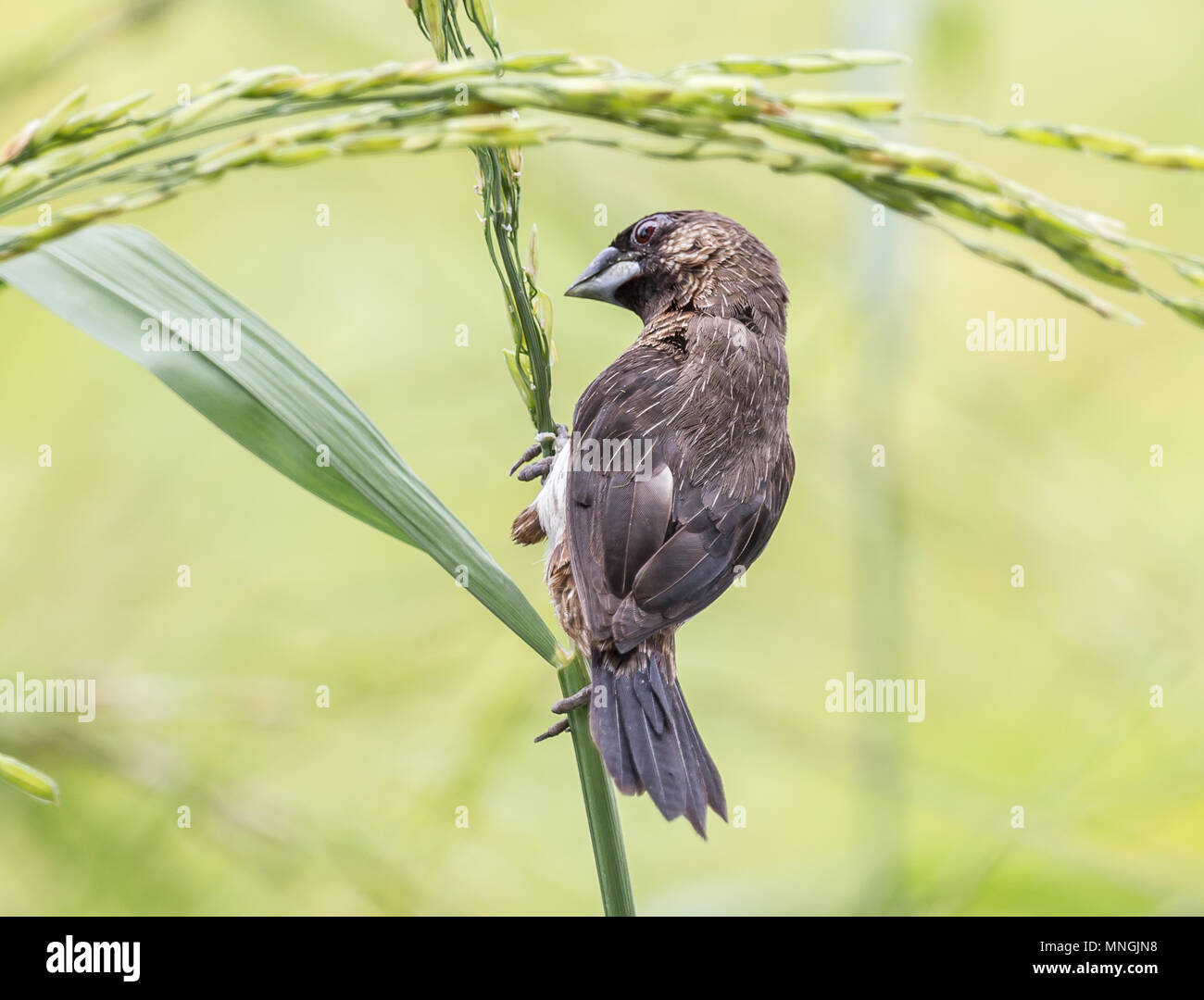Sharp tailed mannikin hi-res stock photography and images - Alamy