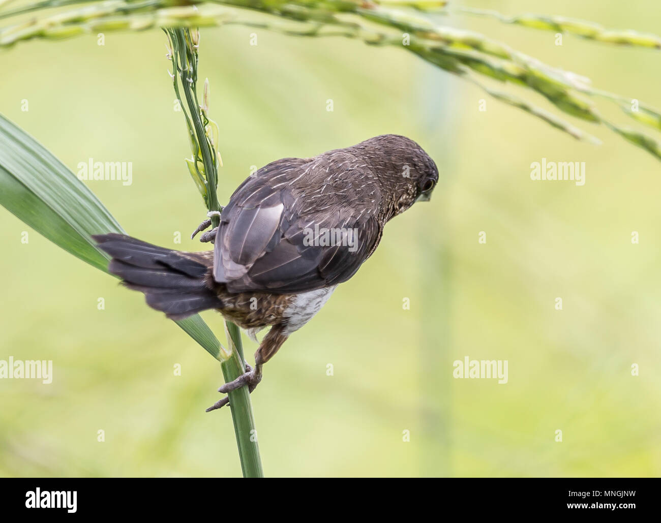 White-rumped Munia ( Lonchura striata ) in the rice field of Thailand ...