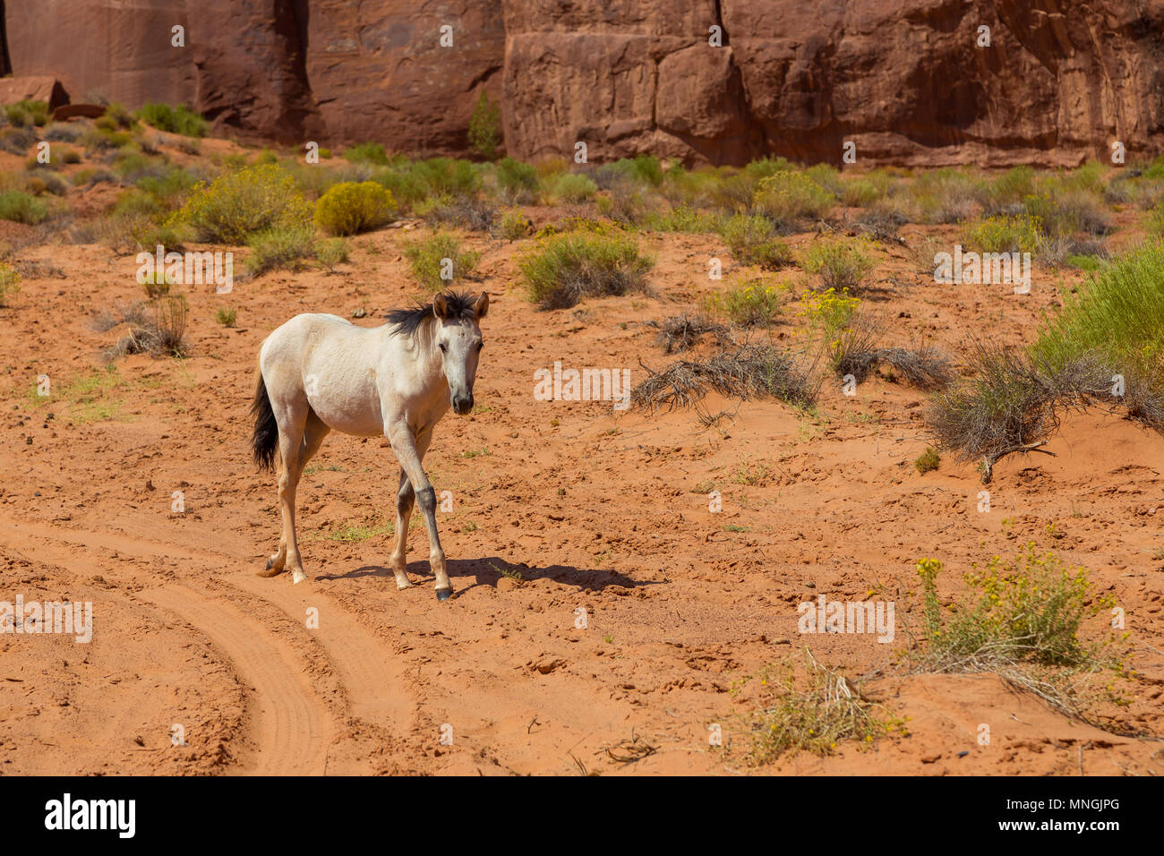 Wild mustang horse in desert in the Monument Valley. Navajo tribal Park ...