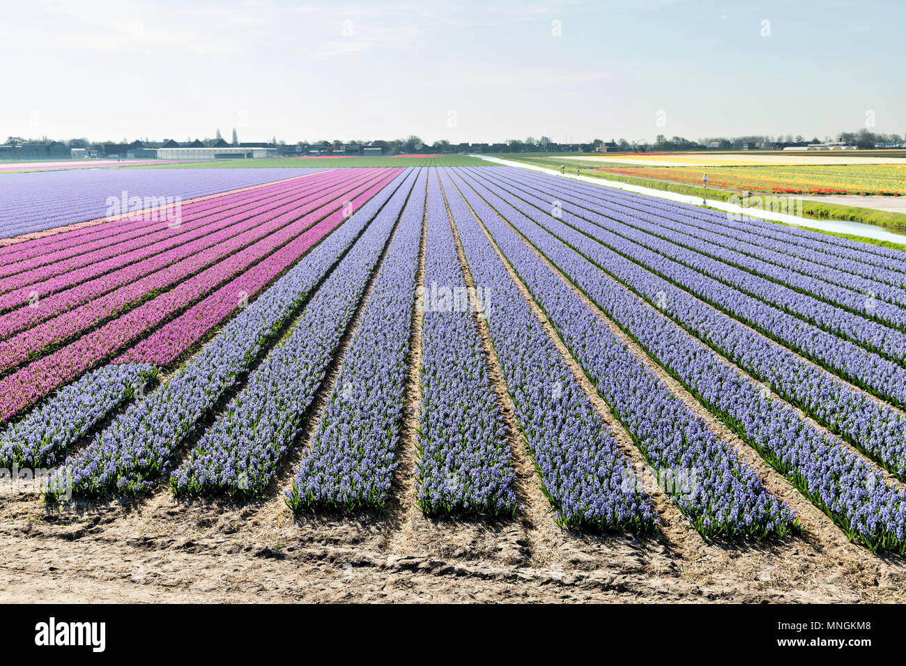 Hyacinthus cultivar hi-res stock photography and images - Alamy