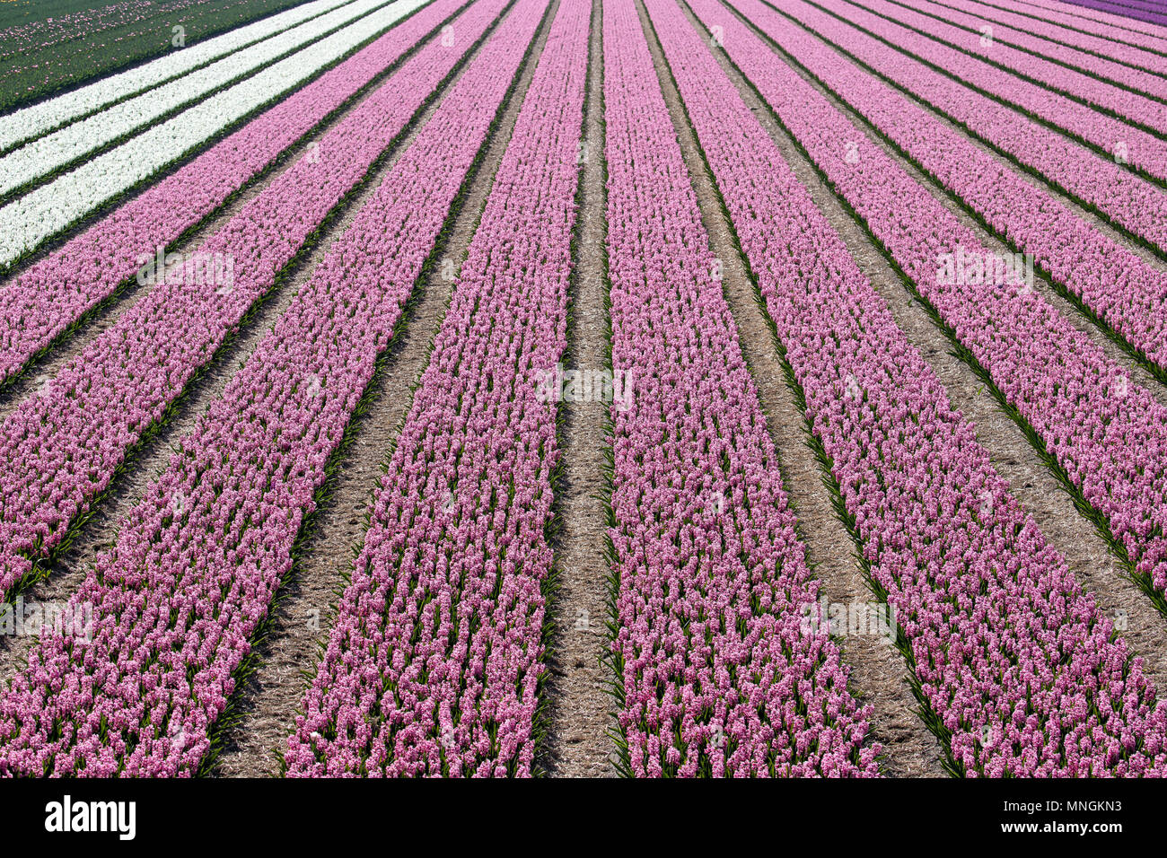 Hyacinthus cultivar hi-res stock photography and images - Alamy
