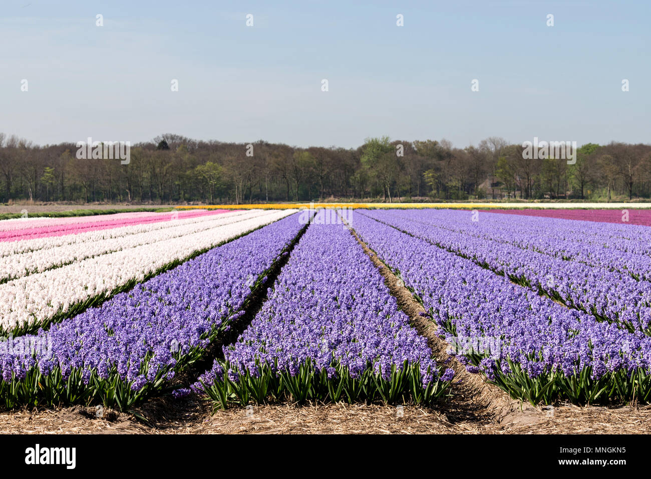 hyacinth field in the Netherlands Stock Photo - Alamy