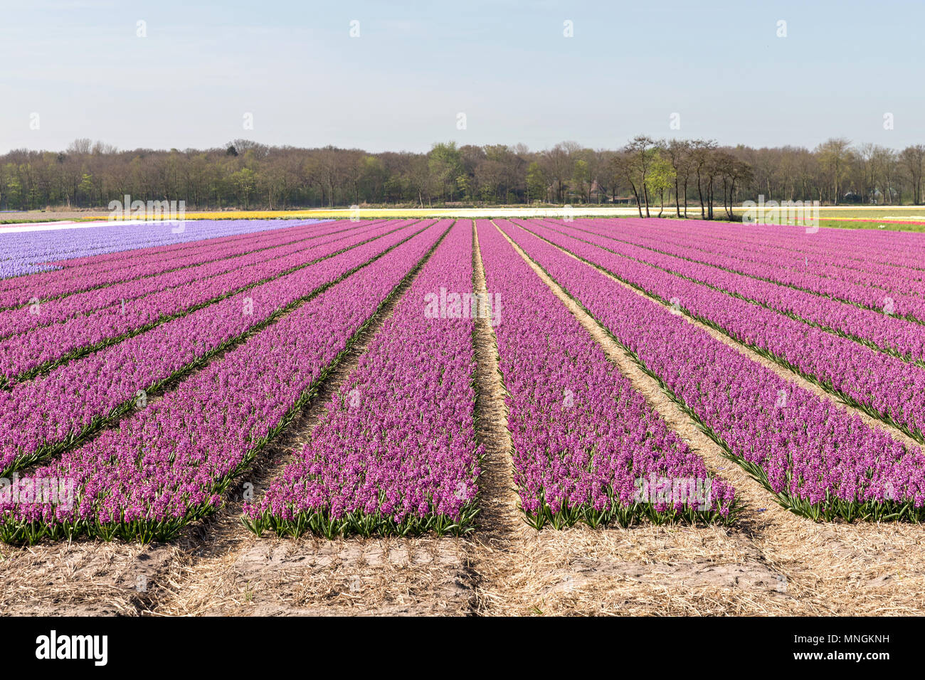 Field hyacinths hi-res stock photography and images - Alamy