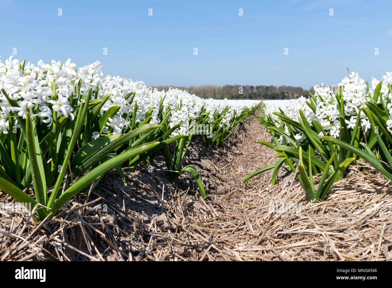 Field hyacinths hi-res stock photography and images - Alamy