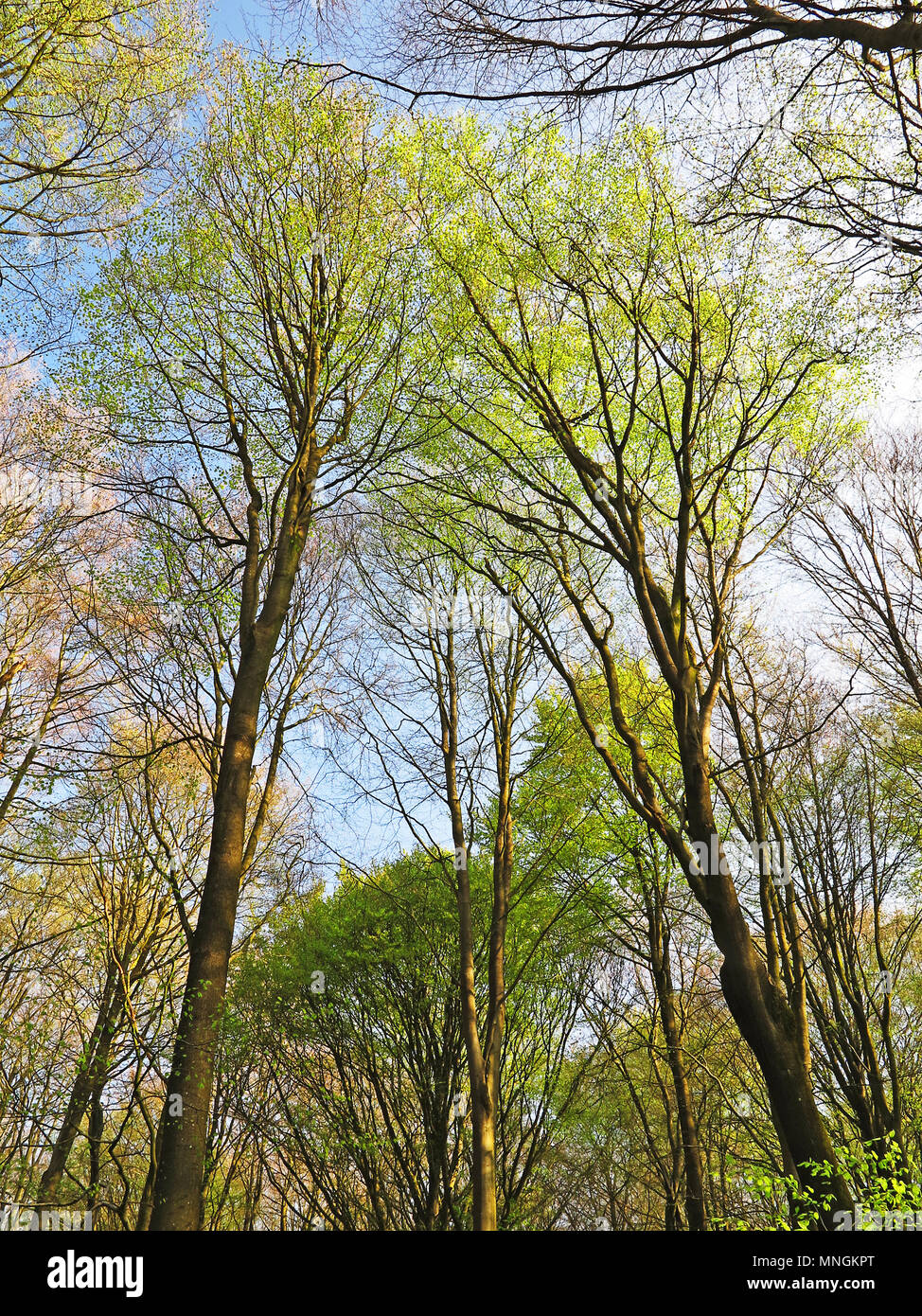 Canopy shape hi-res stock photography and images - Alamy