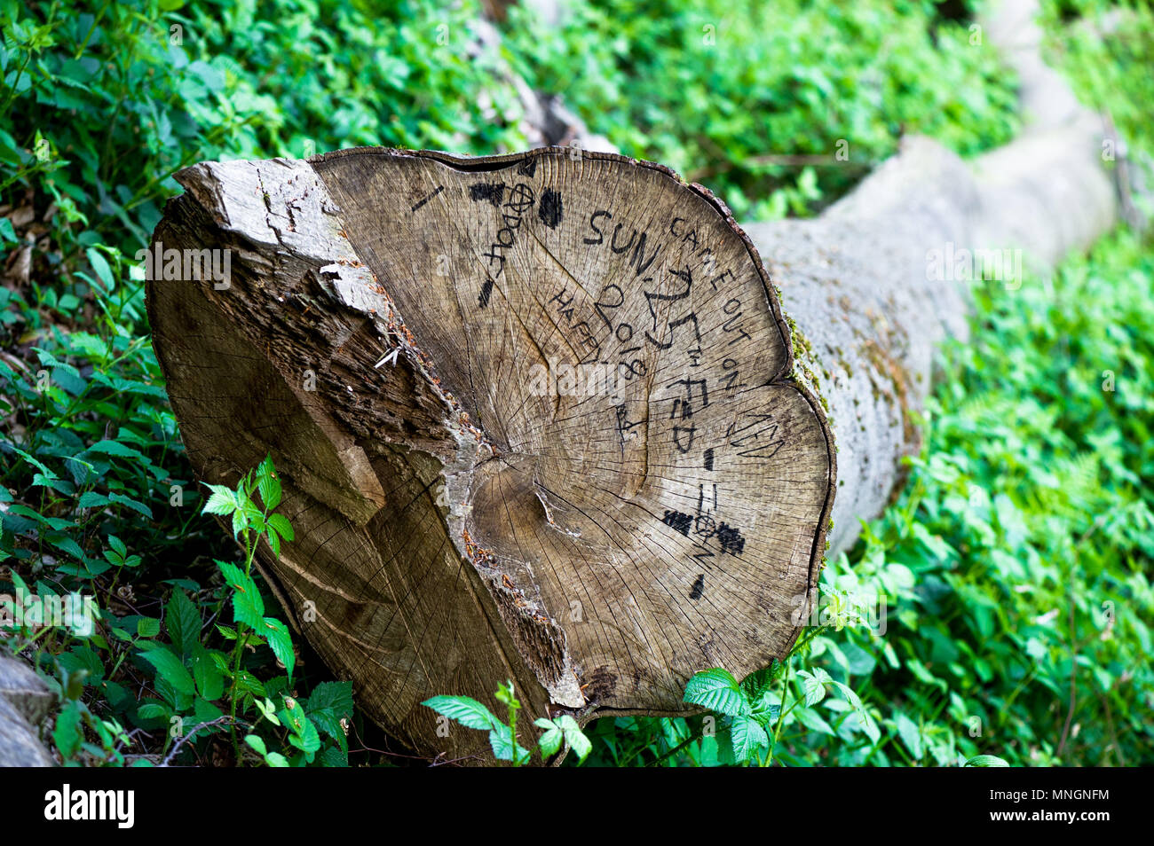 Tree cut out hi-res stock photography and images - Alamy