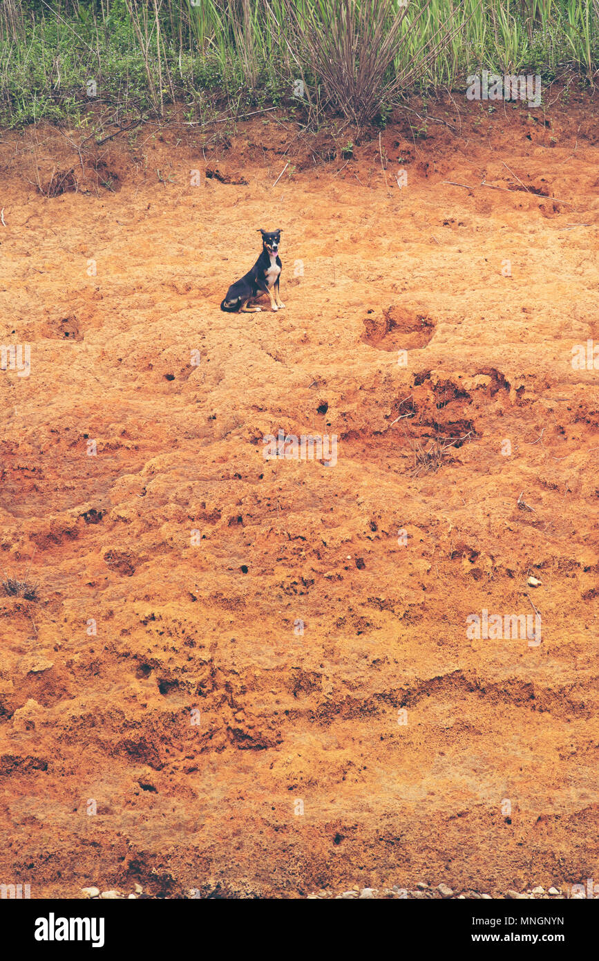 single alone dog Stock Photo - Alamy