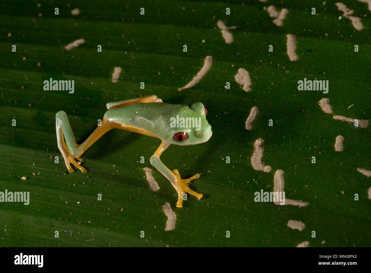 Orang sided gliding leaf frog hi-res stock photography and images - Alamy