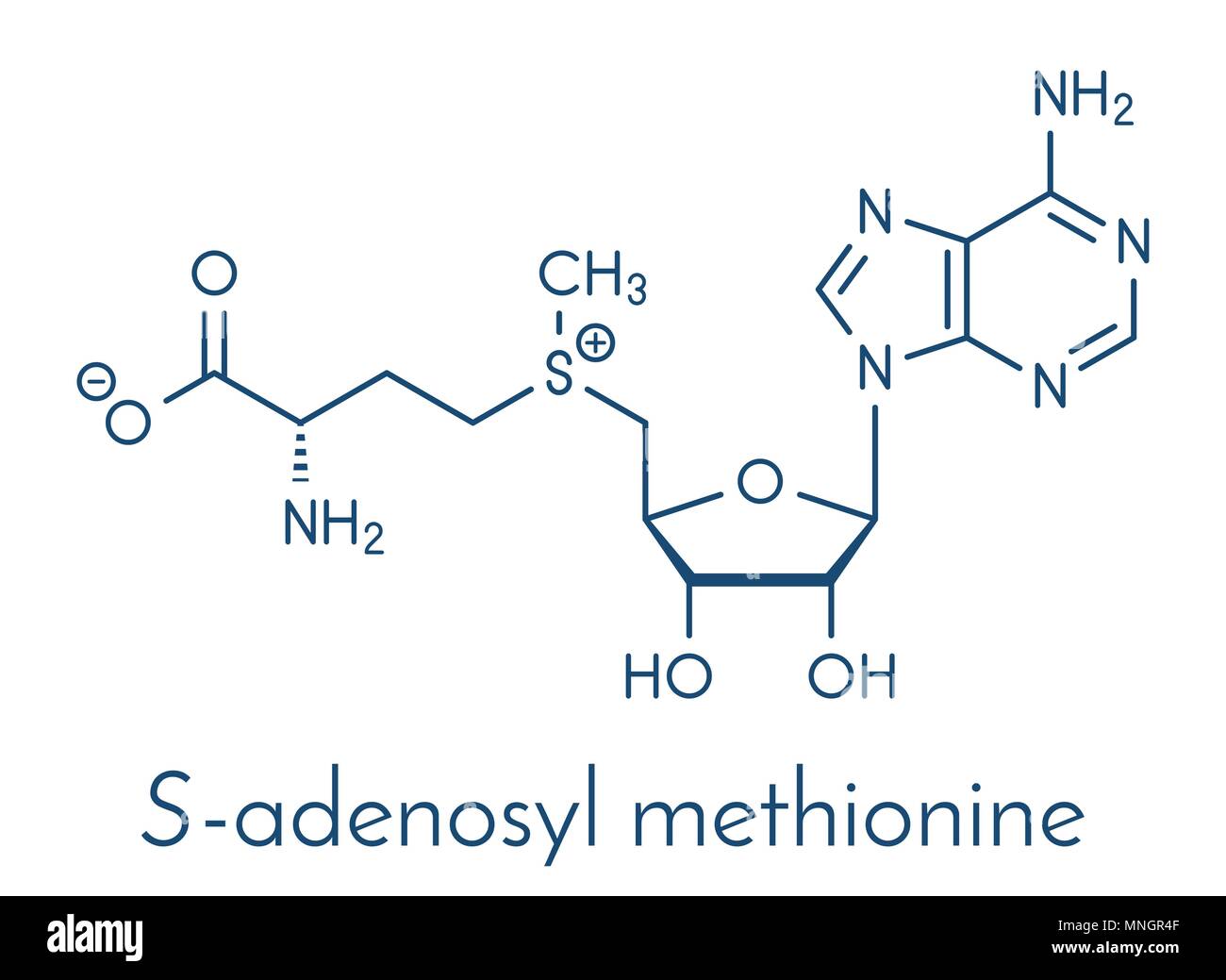Sam molecule structure hi-res stock photography and images - Alamy