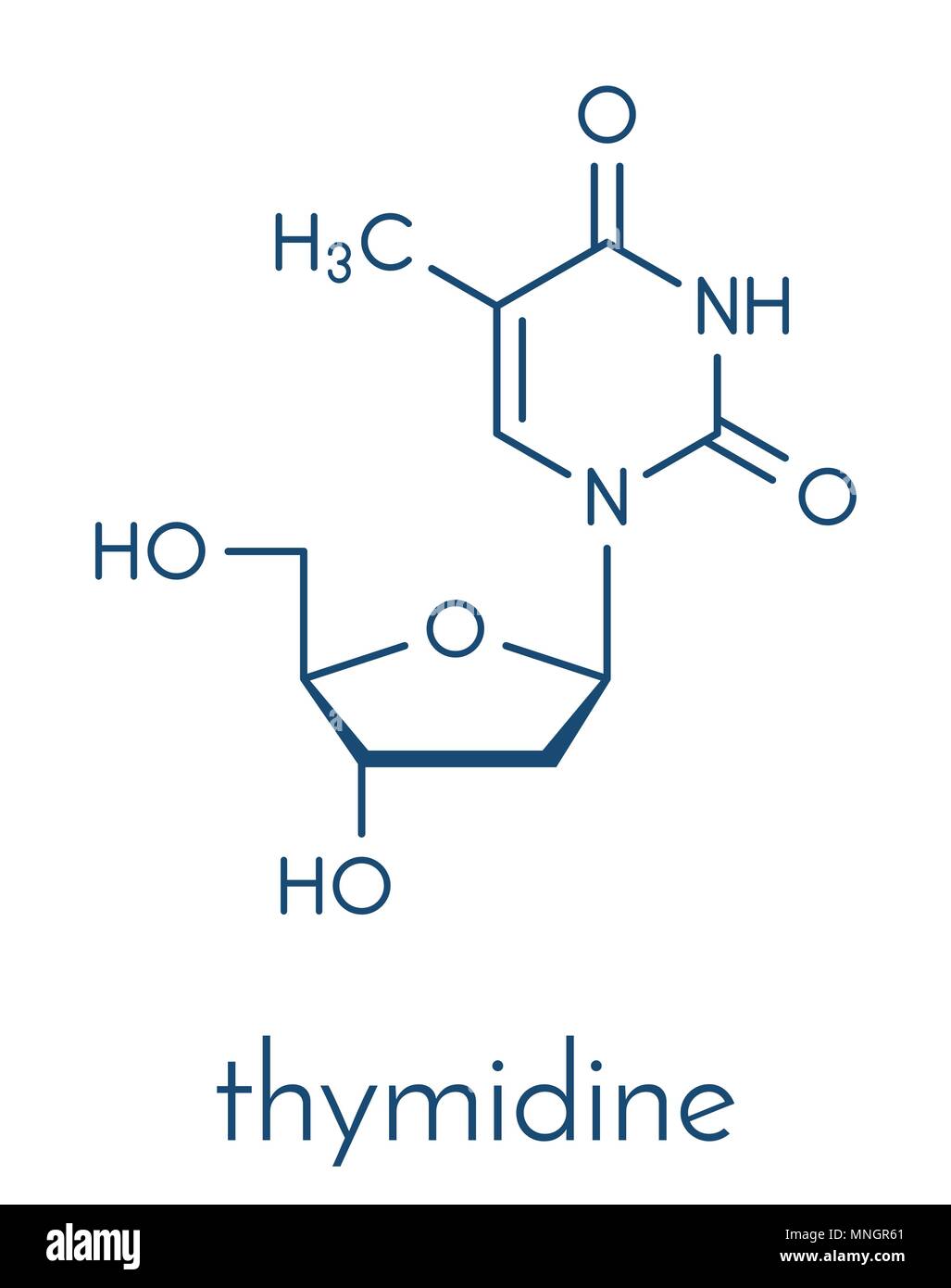 Thymidine (deoxythymidine) nucleoside molecule. DNA building block ...