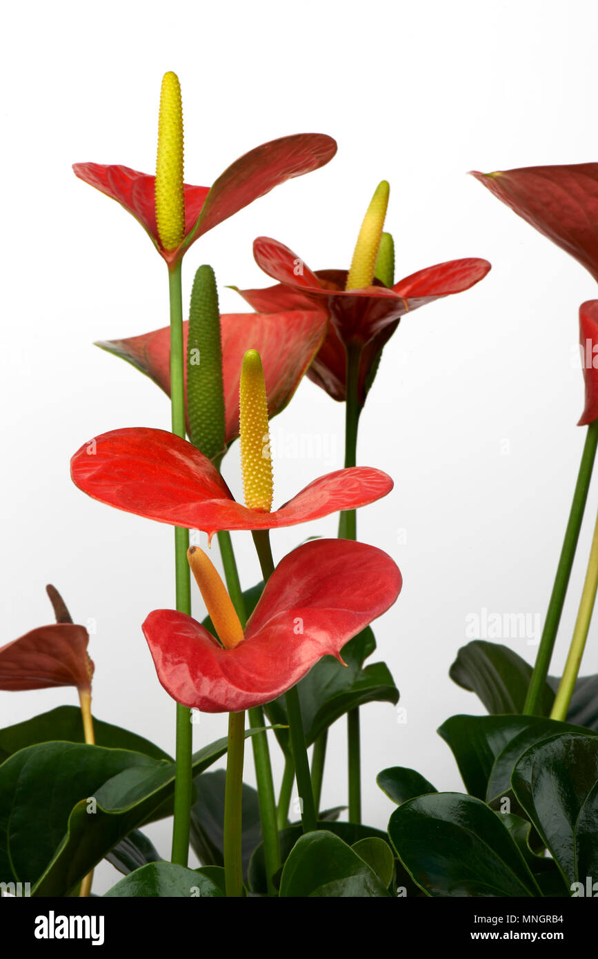 some flowers of anthurium on a white background Stock Photo - Alamy