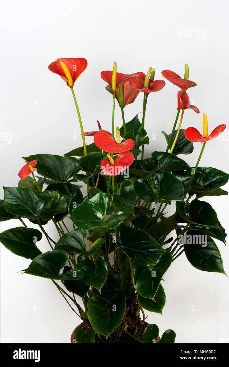 some flowers of anthurium on a white background Stock Photo - Alamy