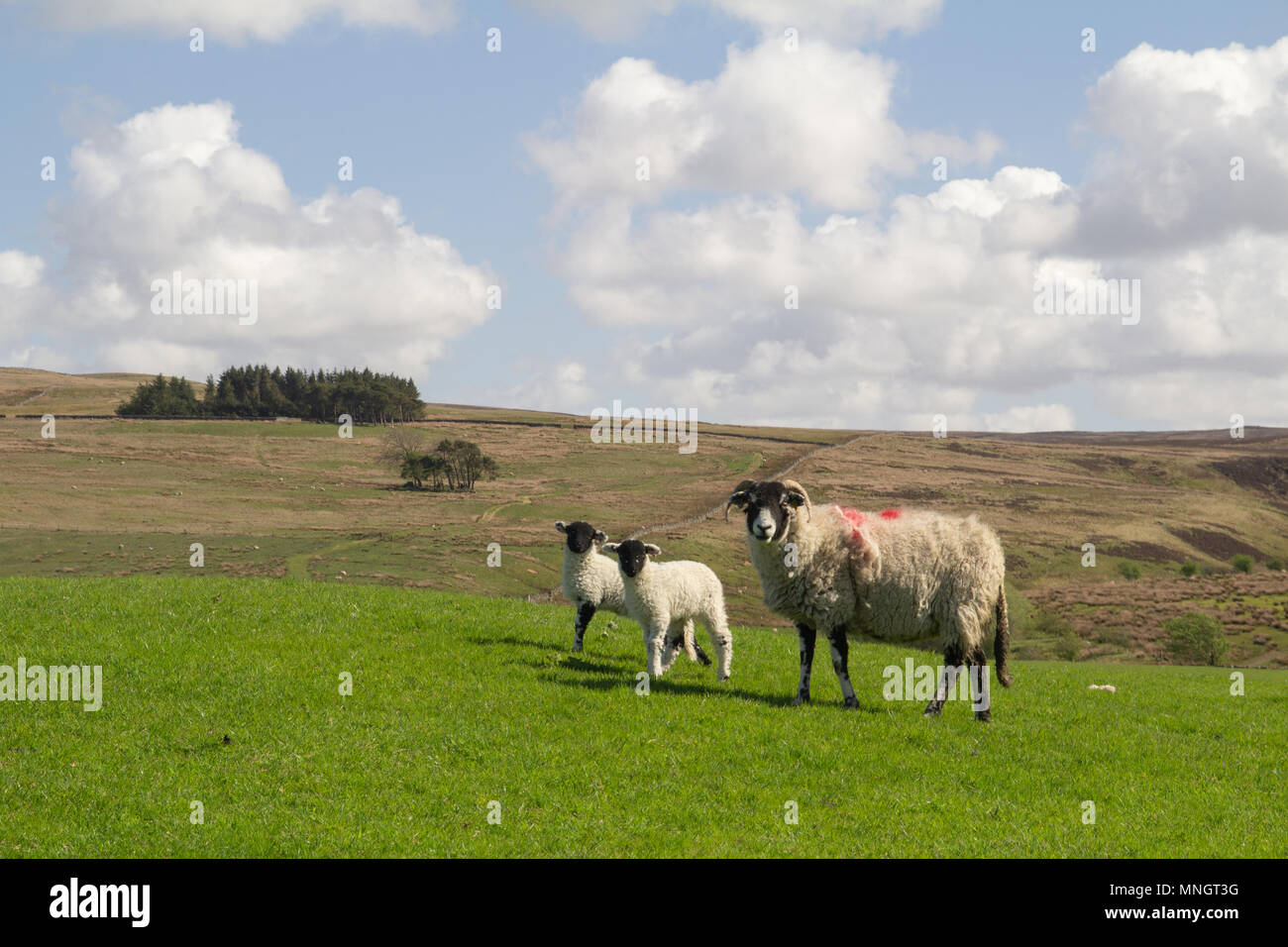 Swaledale ewe with lambs hi-res stock photography and images - Alamy