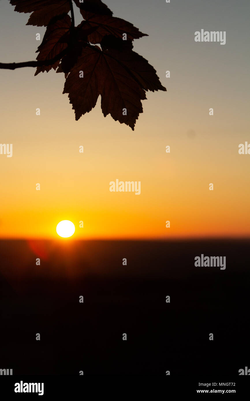 Silhouette sycamore tree hi-res stock photography and images - Alamy