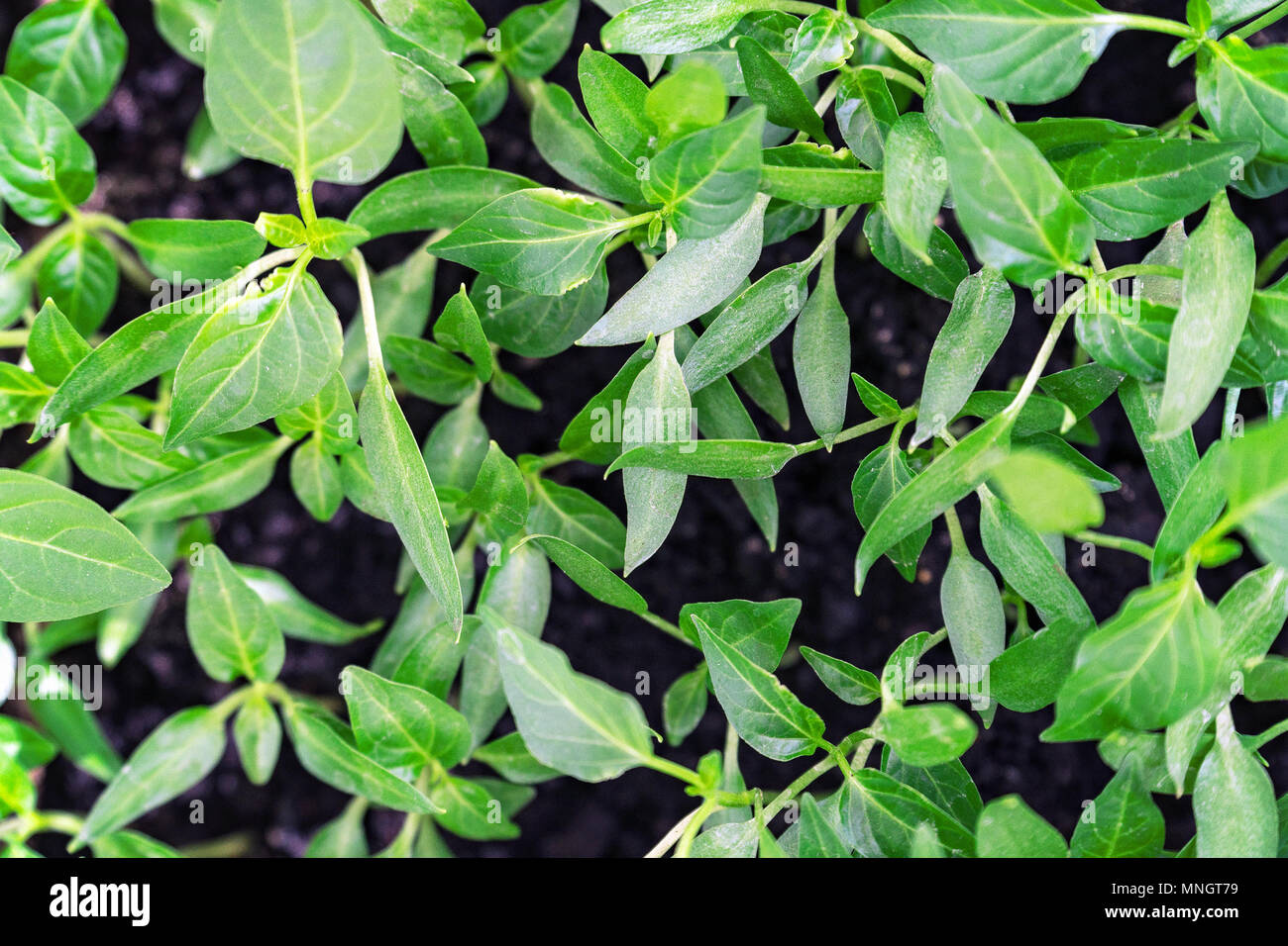 Bell shoot hi-res stock photography and images - Alamy
