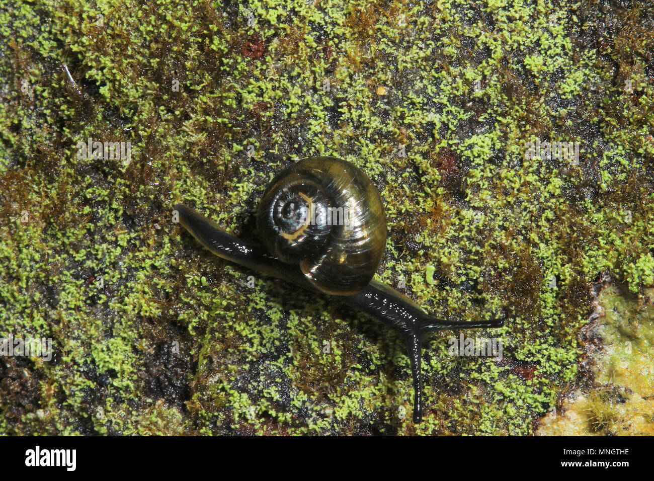 Native new zealand snail hi-res stock photography and images - Alamy