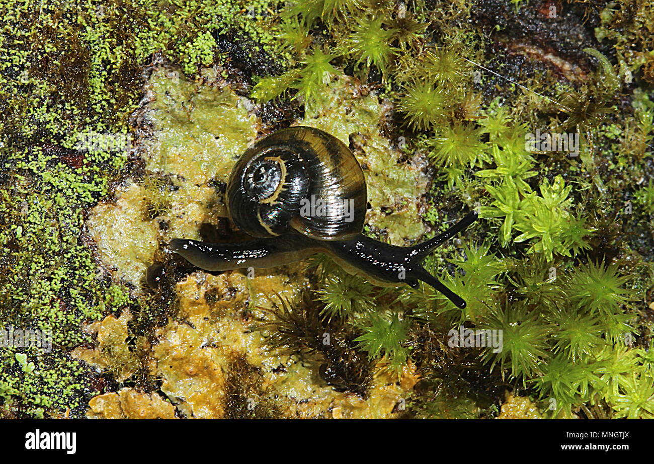 Bush snail hi-res stock photography and images - Alamy