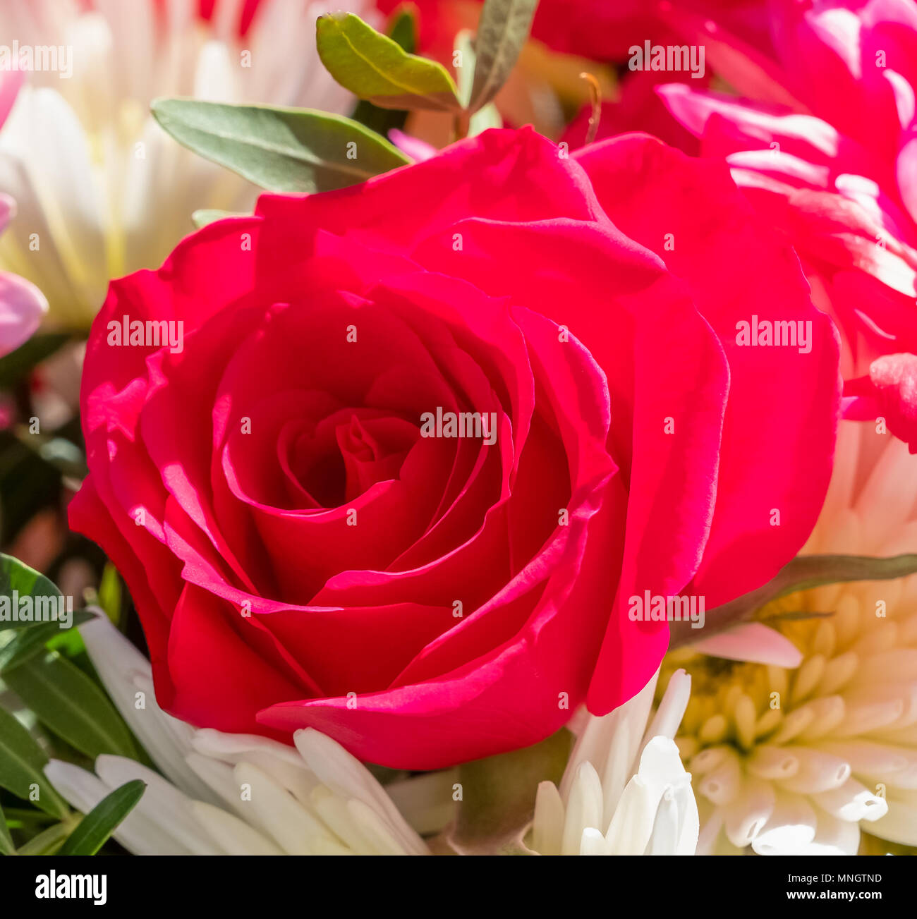 A red rose head set amungst a beautiful bunch of flowers taken in ...