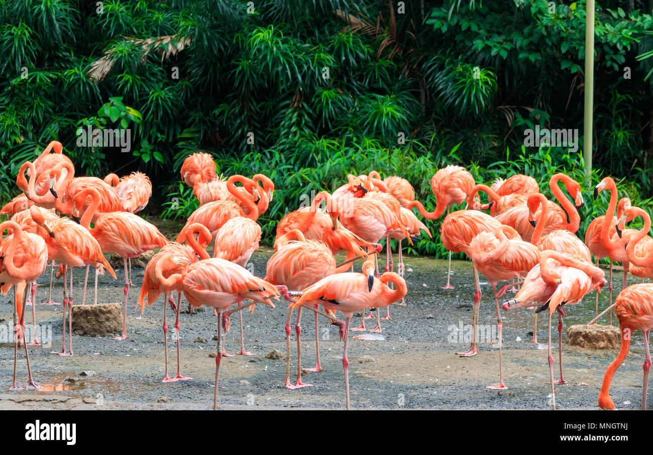 Pink Caribbean Flamingos Stock Photo - Alamy