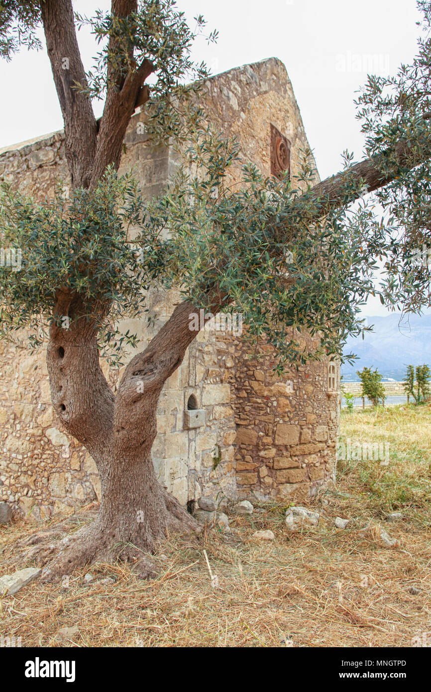 Olive tree in front of old Greek monastery Stock Photo - Alamy