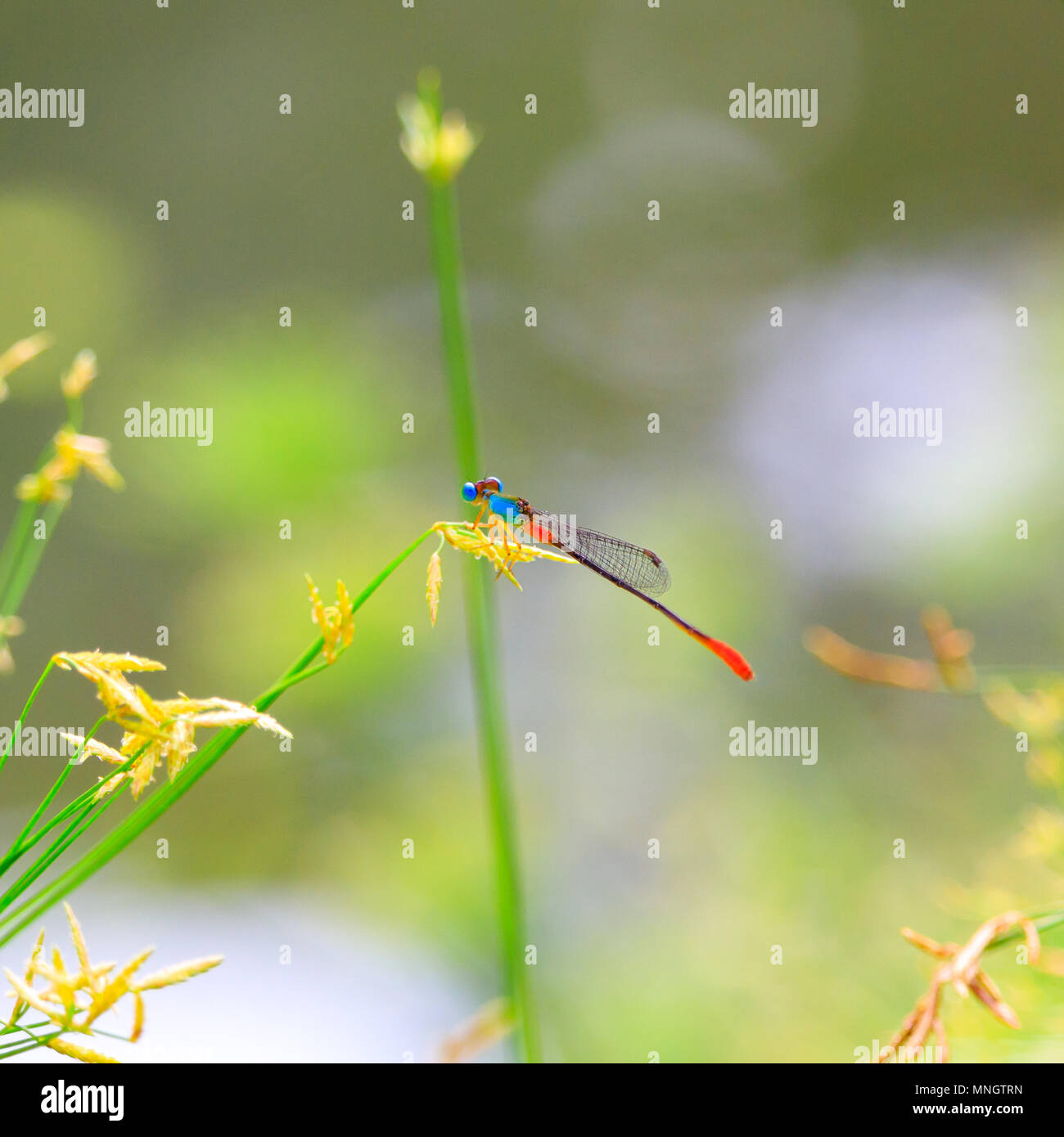 A Dragonfly In Nature Stock Photo - Alamy