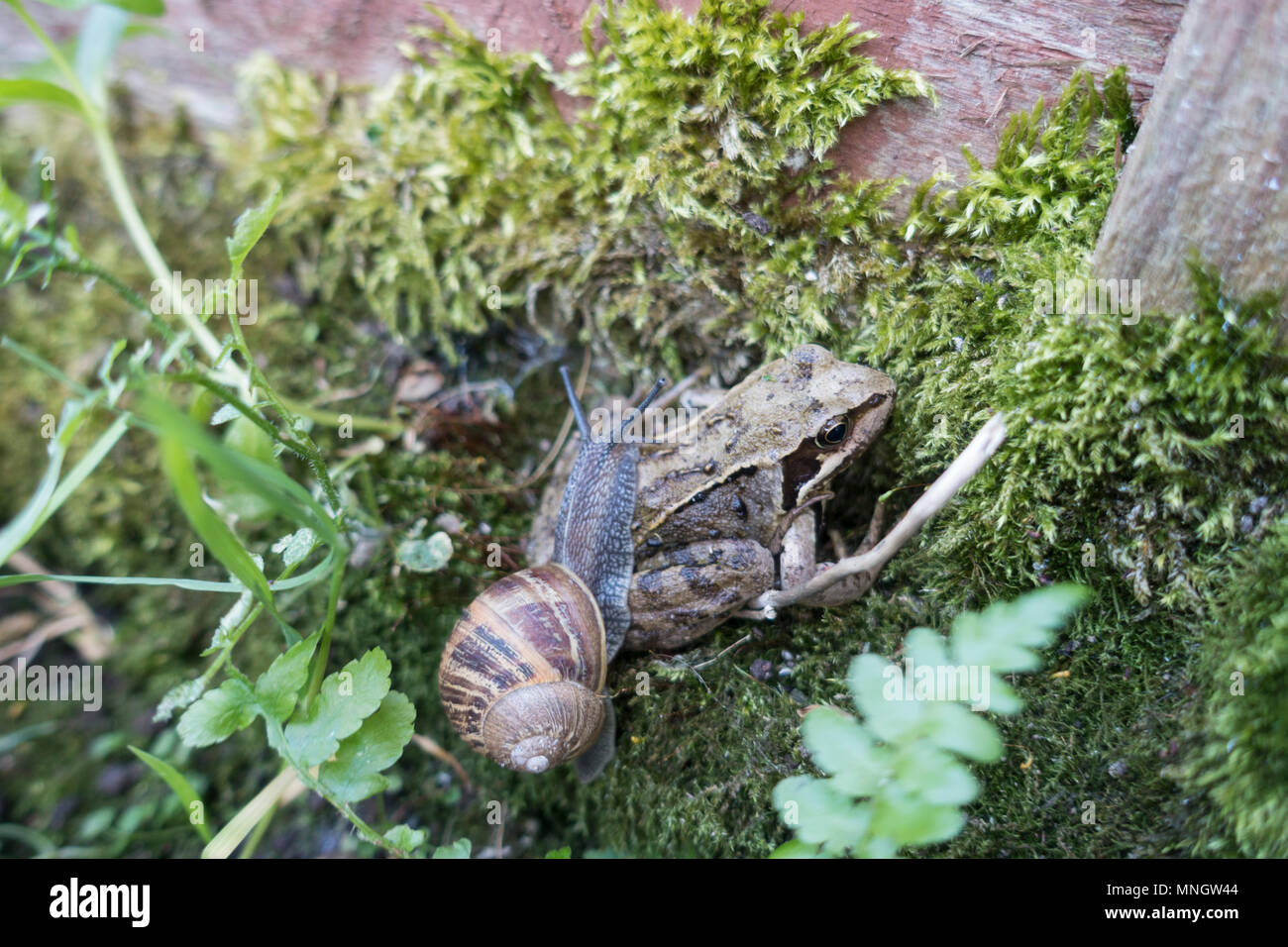 Snail mating hi-res stock photography and images - Alamy