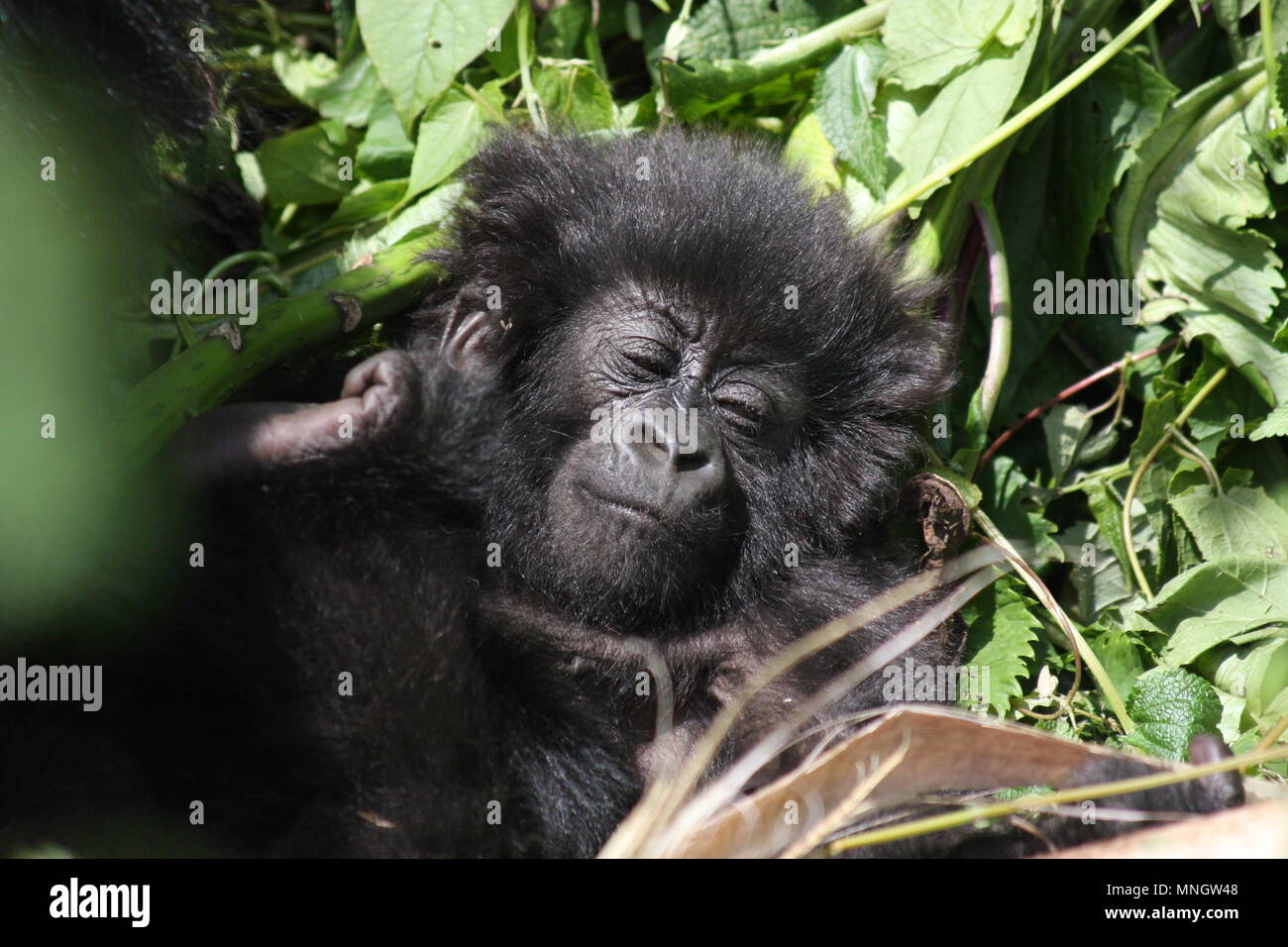 Baby Mountain Gorilla sleeping Stock Photo - Alamy
