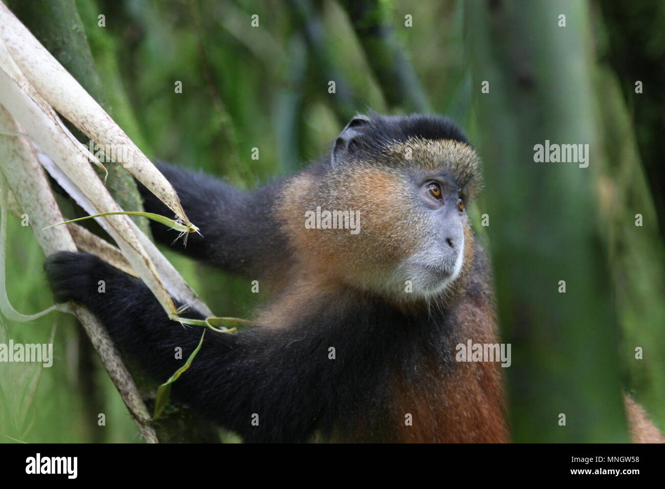 Golden Monkey - Volcanoes National Park, Rwanda Stock Photo - Alamy