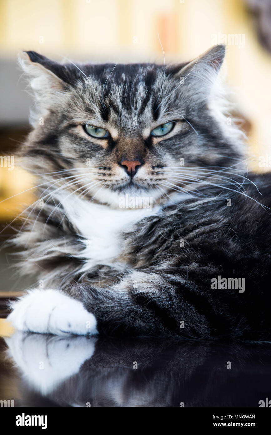 Great cat hi-res stock photography and images - Alamy