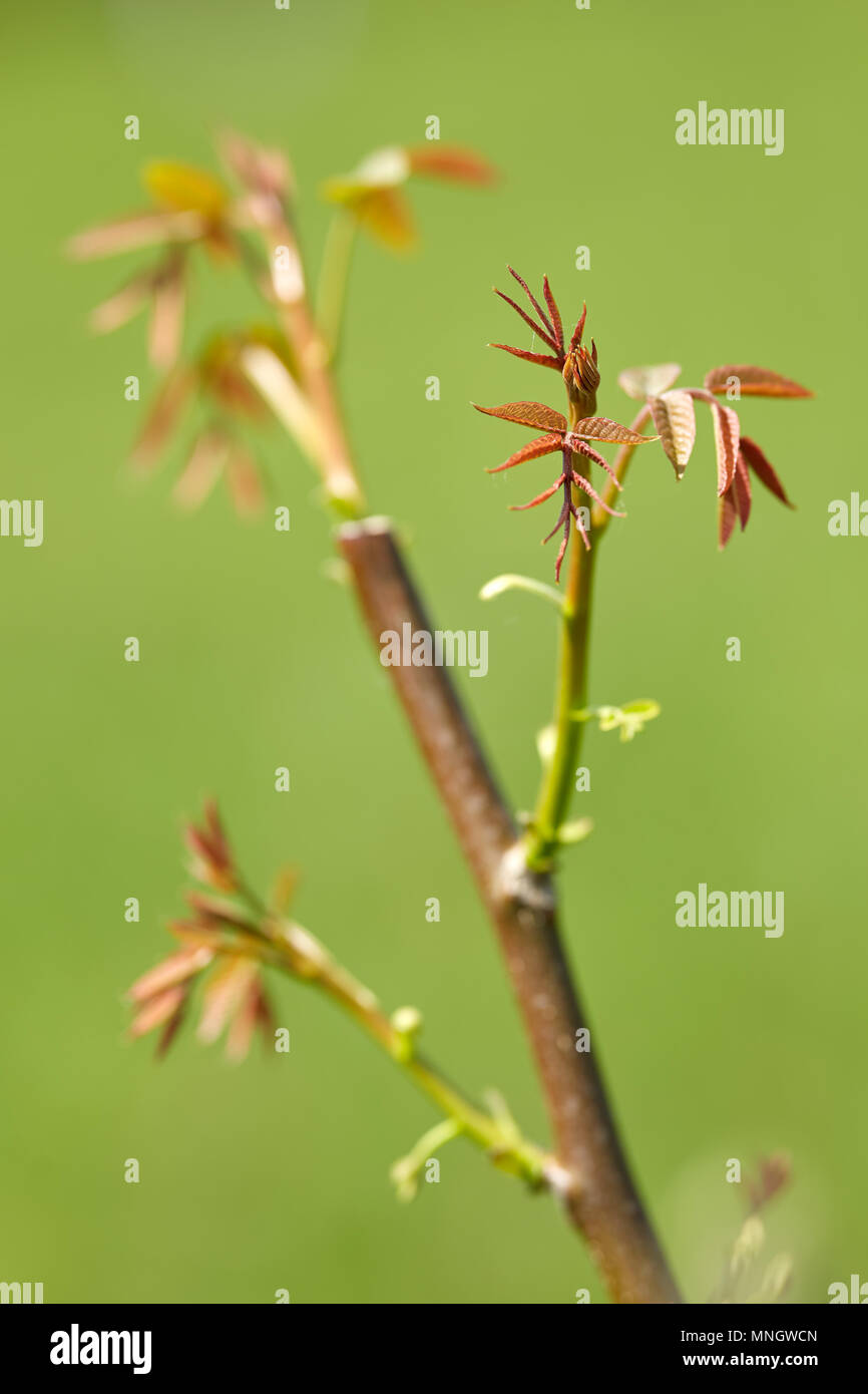 Young walnut tree hi-res stock photography and images - Alamy