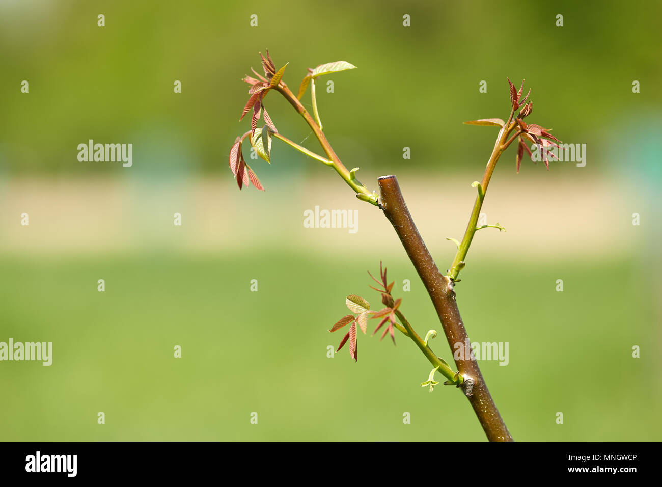 Young walnut tree hi-res stock photography and images - Alamy