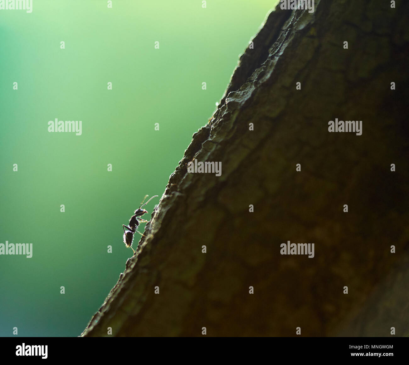 A single ant climbing on a tree bark, conceptual image Stock Photo - Alamy