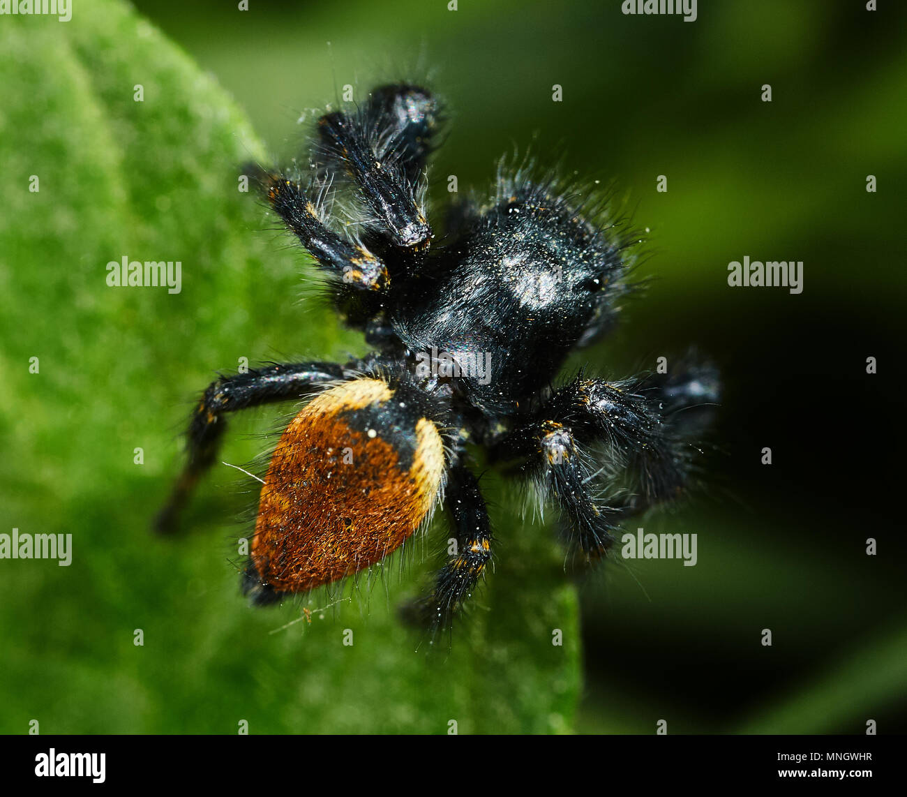 Extreme closeup of a red black jumping spider from above Stock Photo ...