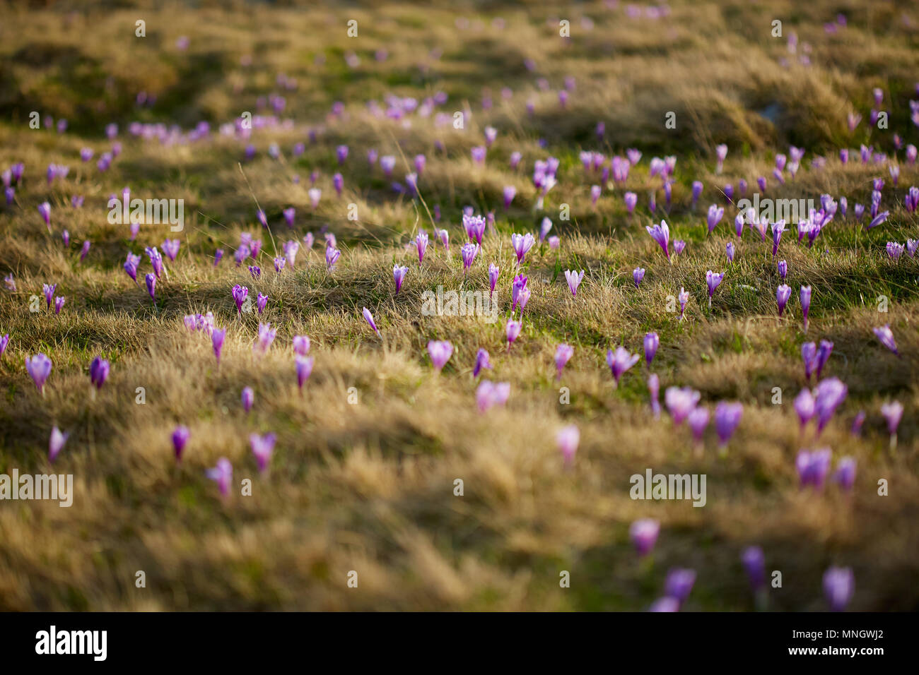 Landscape with crocus flowers in the mountains during early summer ...
