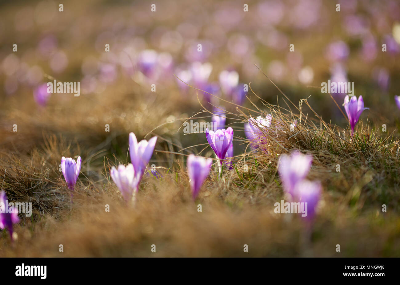 Landscape with crocus flowers in the mountains during early summer ...