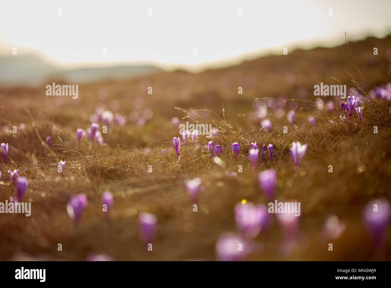 Landscape with crocus flowers in the mountains during early summer ...