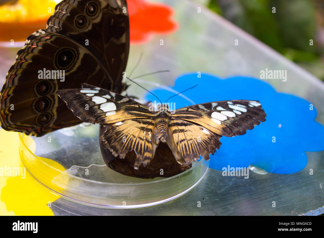 Parthenos sylvia - clipper species of nymphalid butterfly on a glass ...