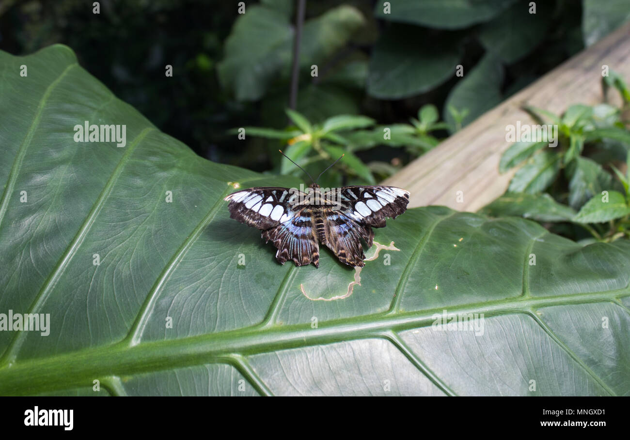 Parthenos sylvia - clipper species of nymphalid butterfly on green leaf ...