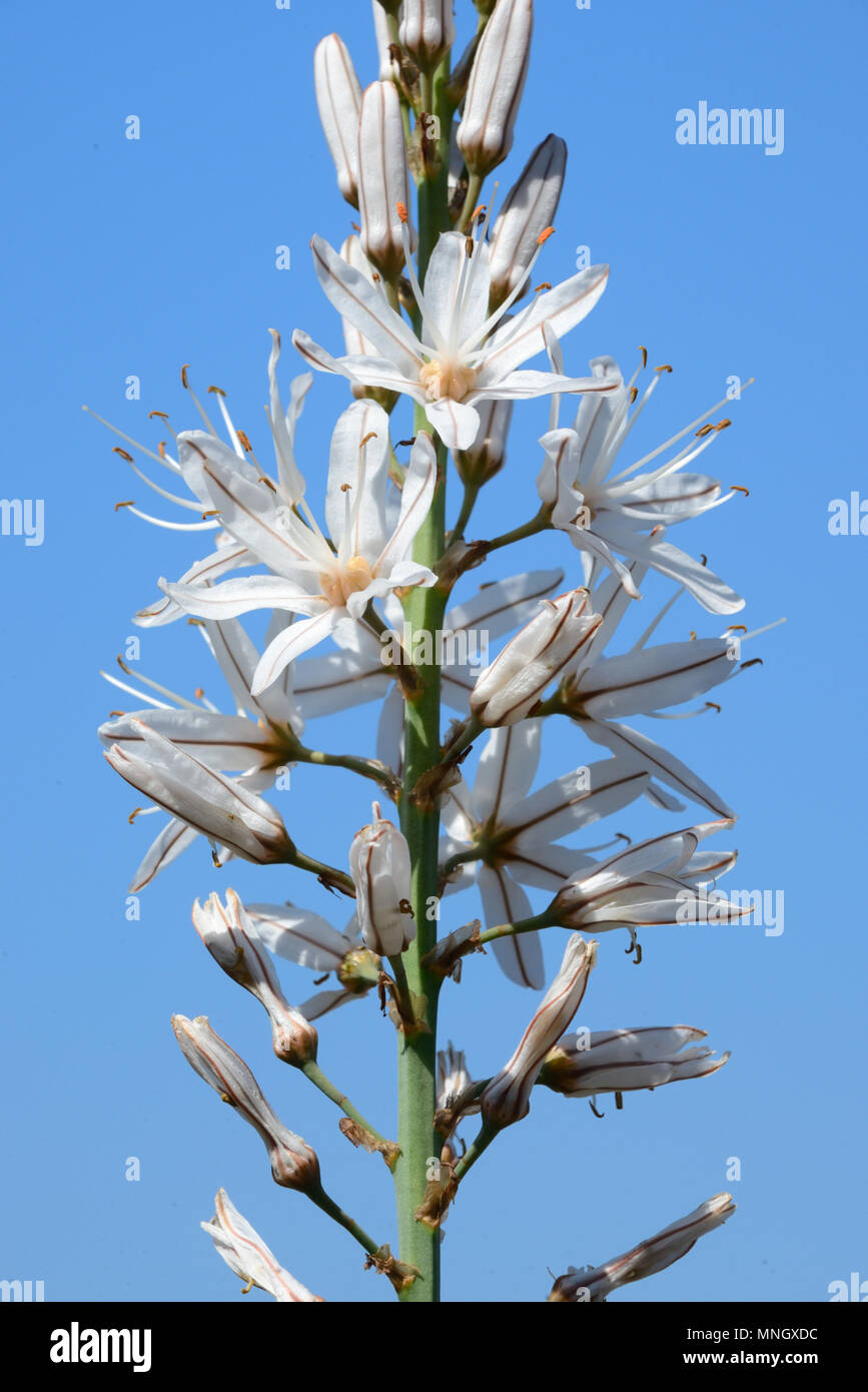 St Bernard's Lily, Anthericum liliago Stock Photo - Alamy