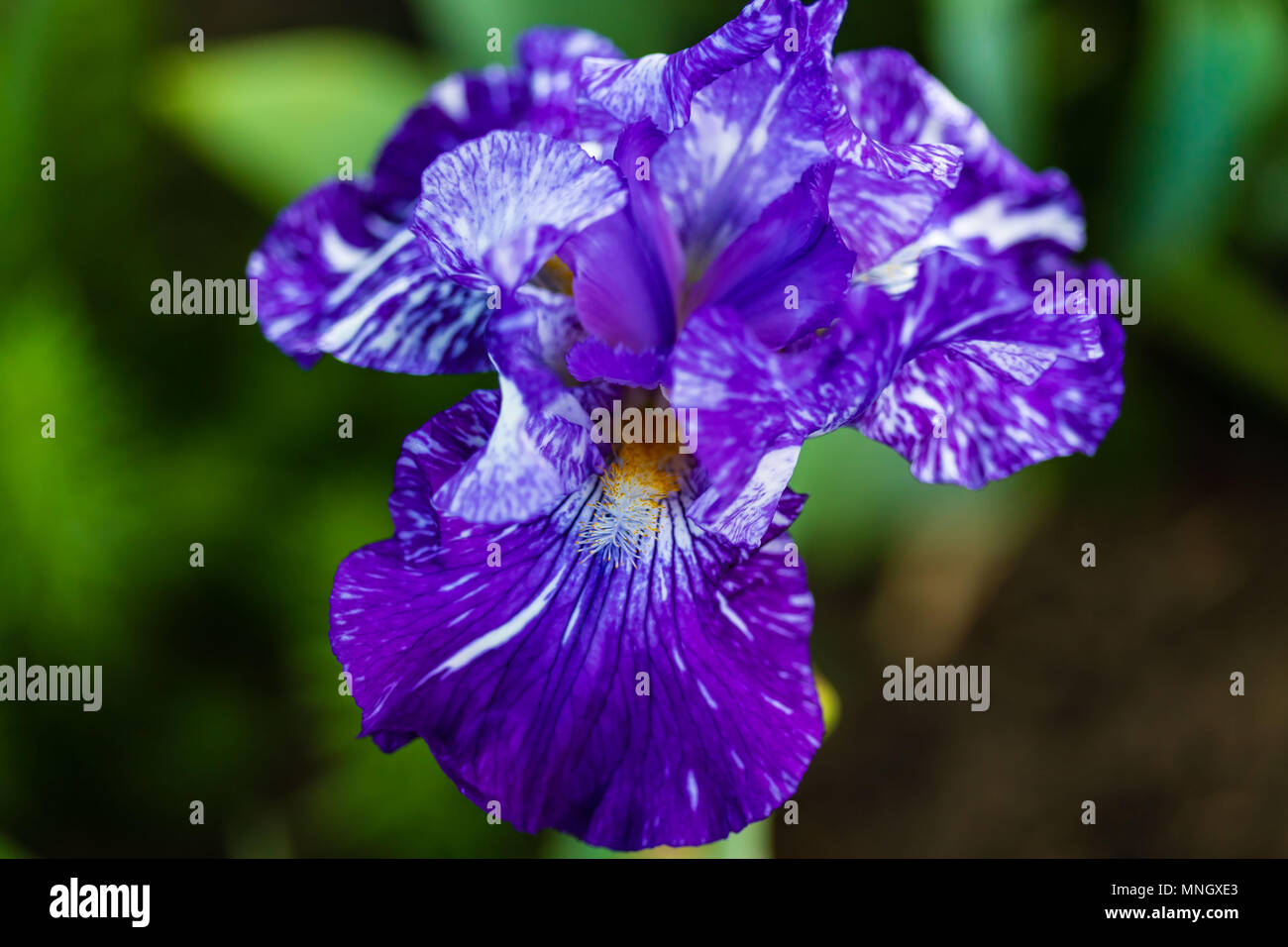 a Blue iris blossom opens up to a purple flower Stock Photo - Alamy