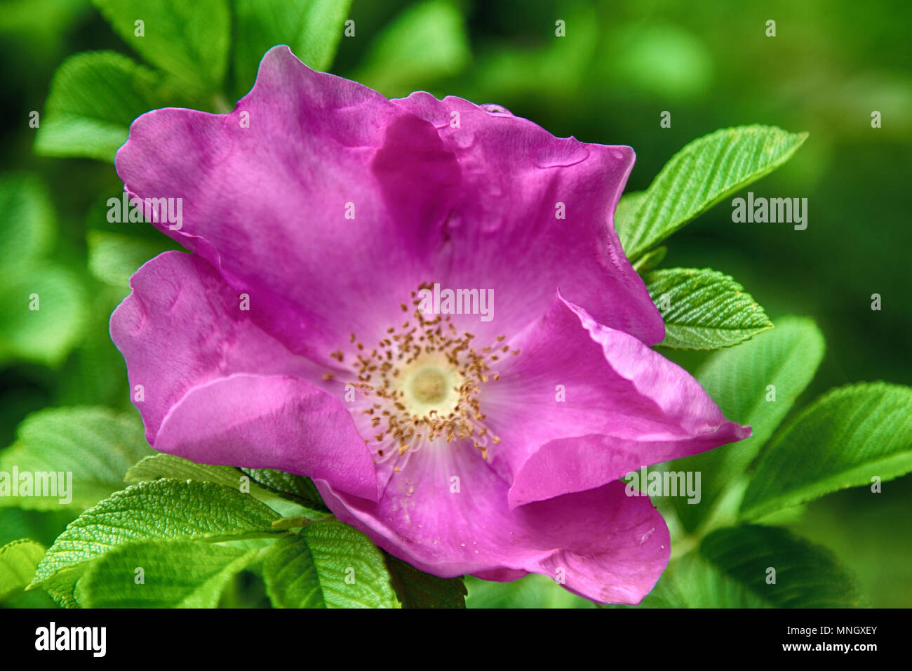 Wild rose, ramanas rose (Rosa rugosa rubra) blooms and fills air with ...