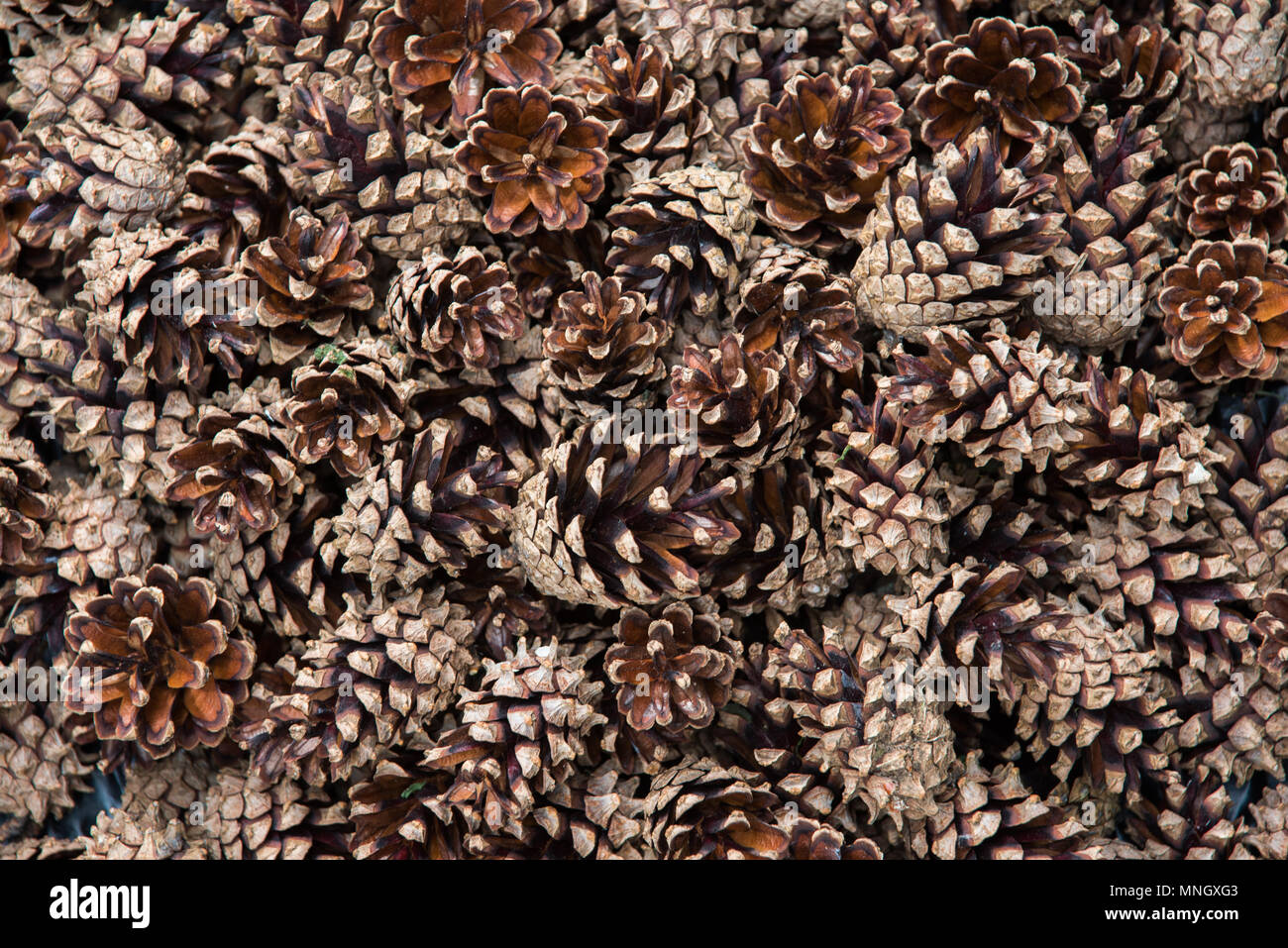 The pine cones texture as a background Stock Photo - Alamy