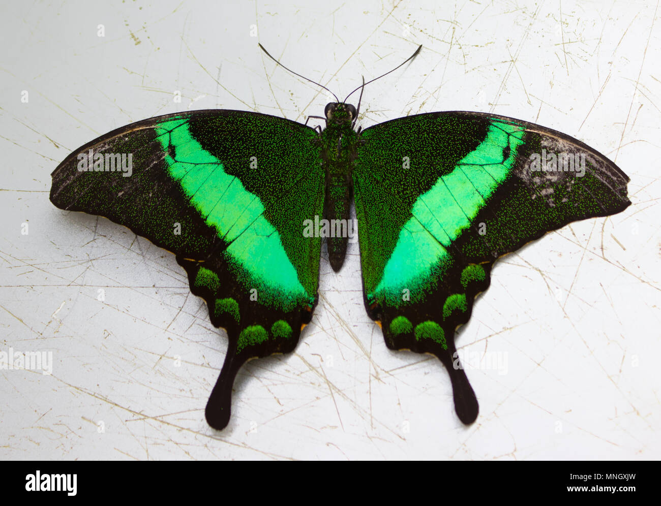 Papilio palinurus, the emerald swallowtail, emerald peacock, green ...
