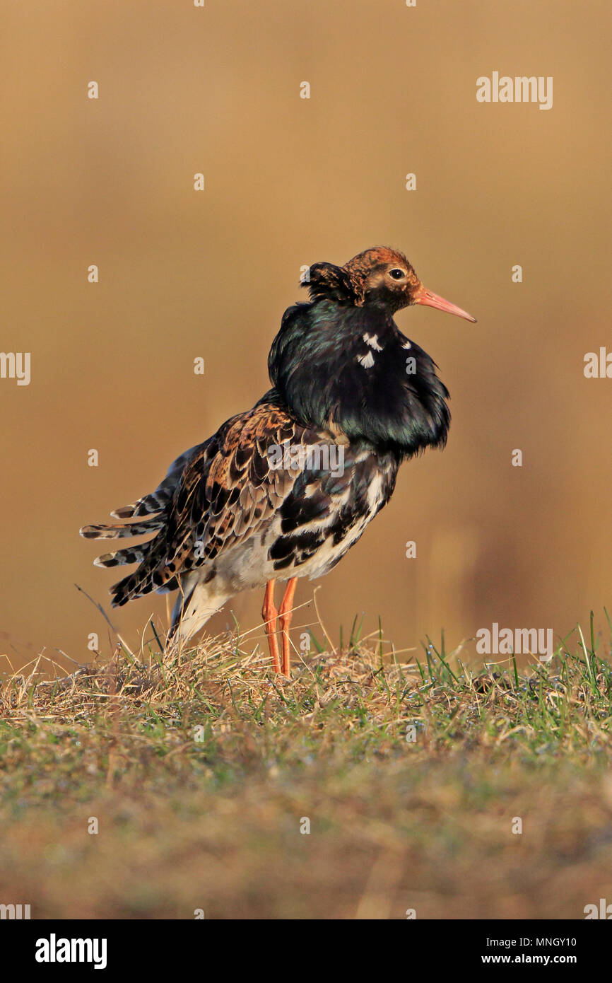 Male Ruff on a lek in Finland Stock Photo - Alamy