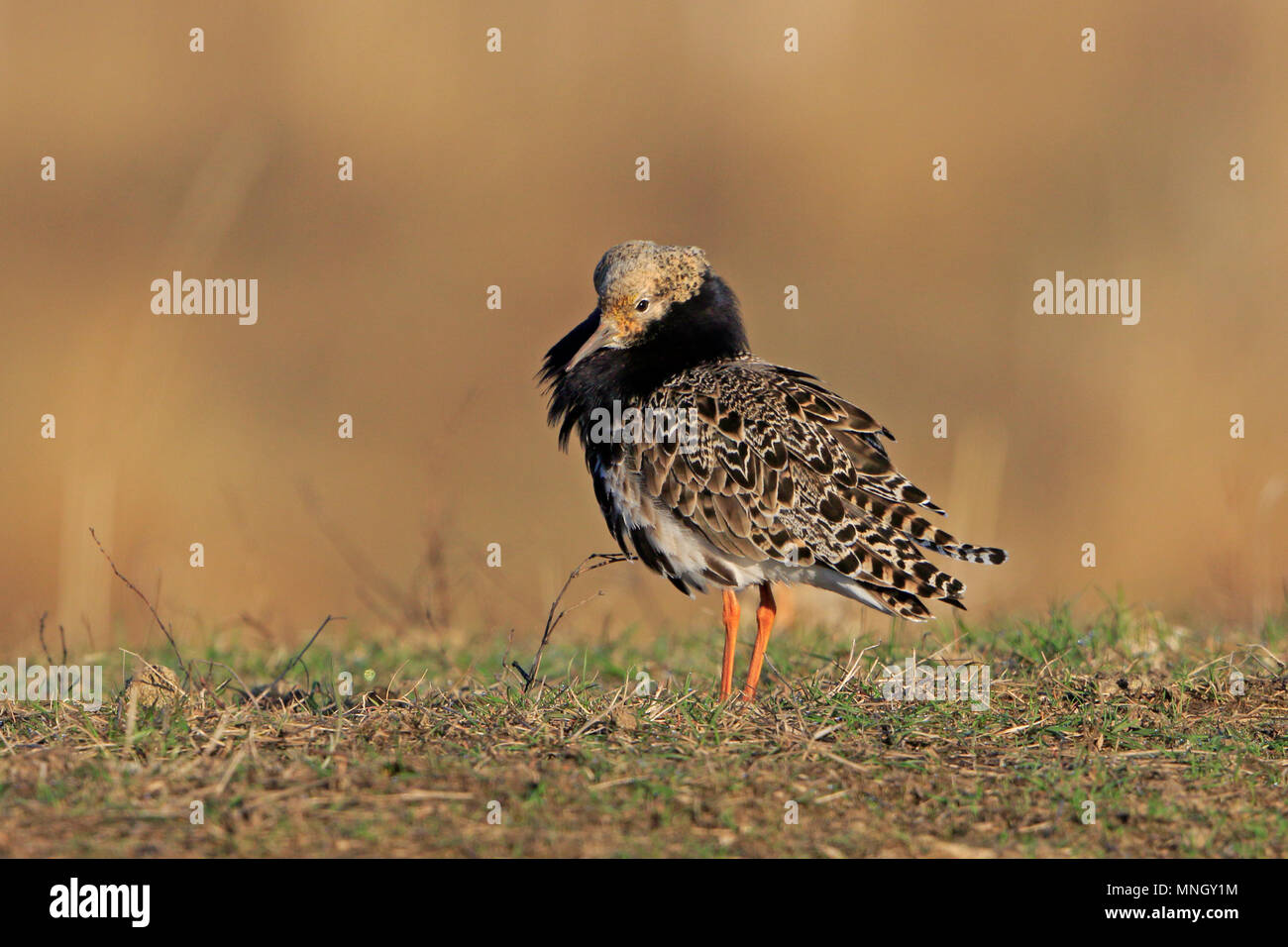 Lekking ruff hi-res stock photography and images - Alamy