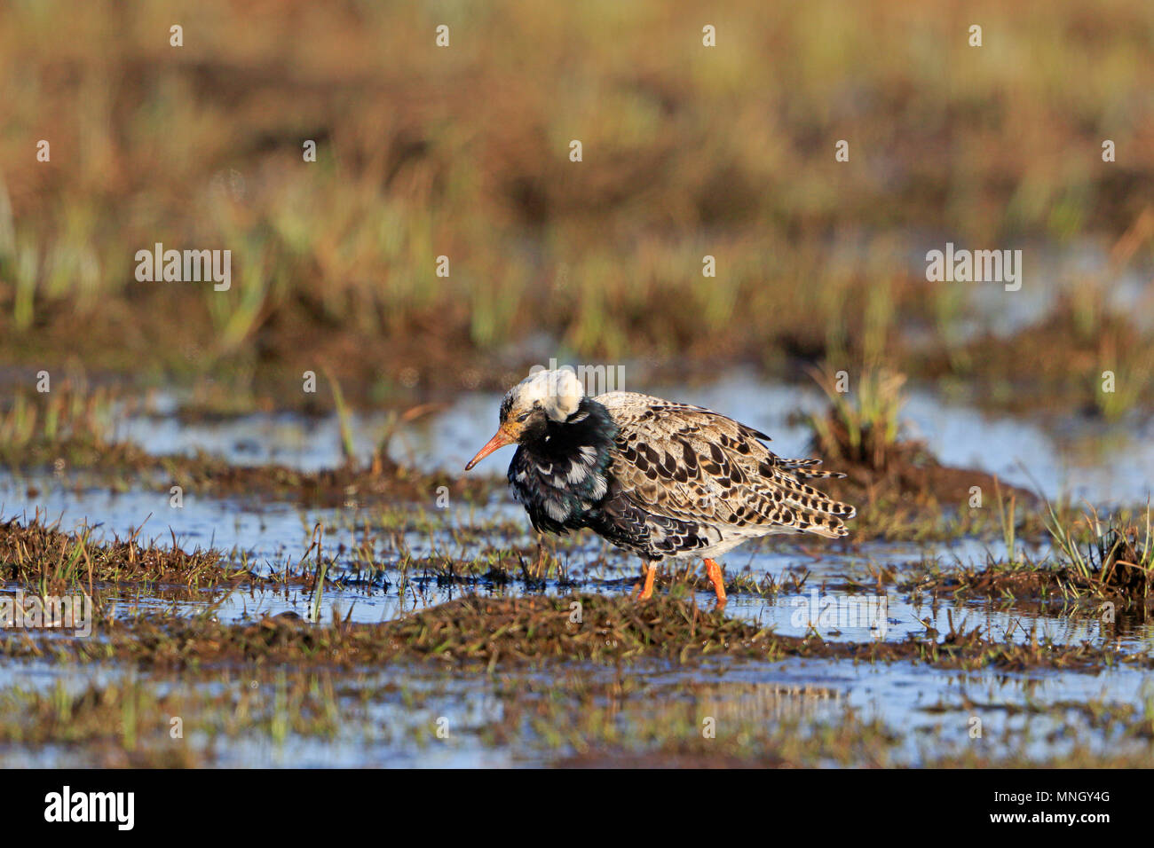 Male ruff in breeding plumage hi-res stock photography and images - Alamy