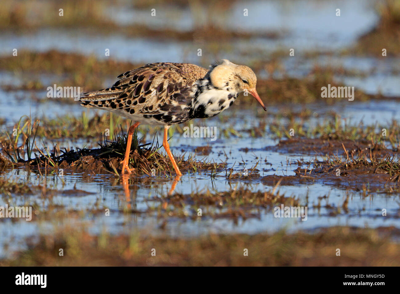 Male ruff in breeding plumage hi-res stock photography and images - Alamy