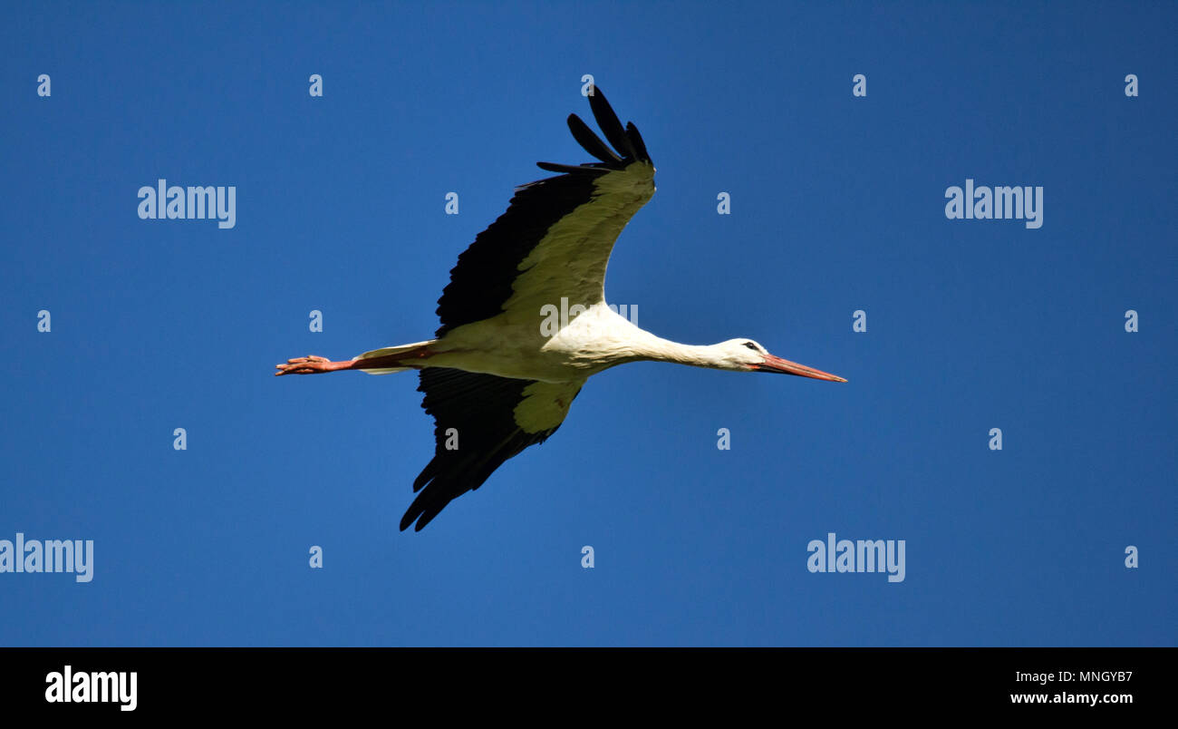 White Stork With Snake High Resolution Stock Photography and Images - Alamy